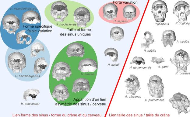Seis Cráneos De Atapuerca Claves Para Un Estudio Mundial Sobre La